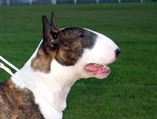 Ragnarok Bull Terriers. Bull Terriers breeders Kent England UK